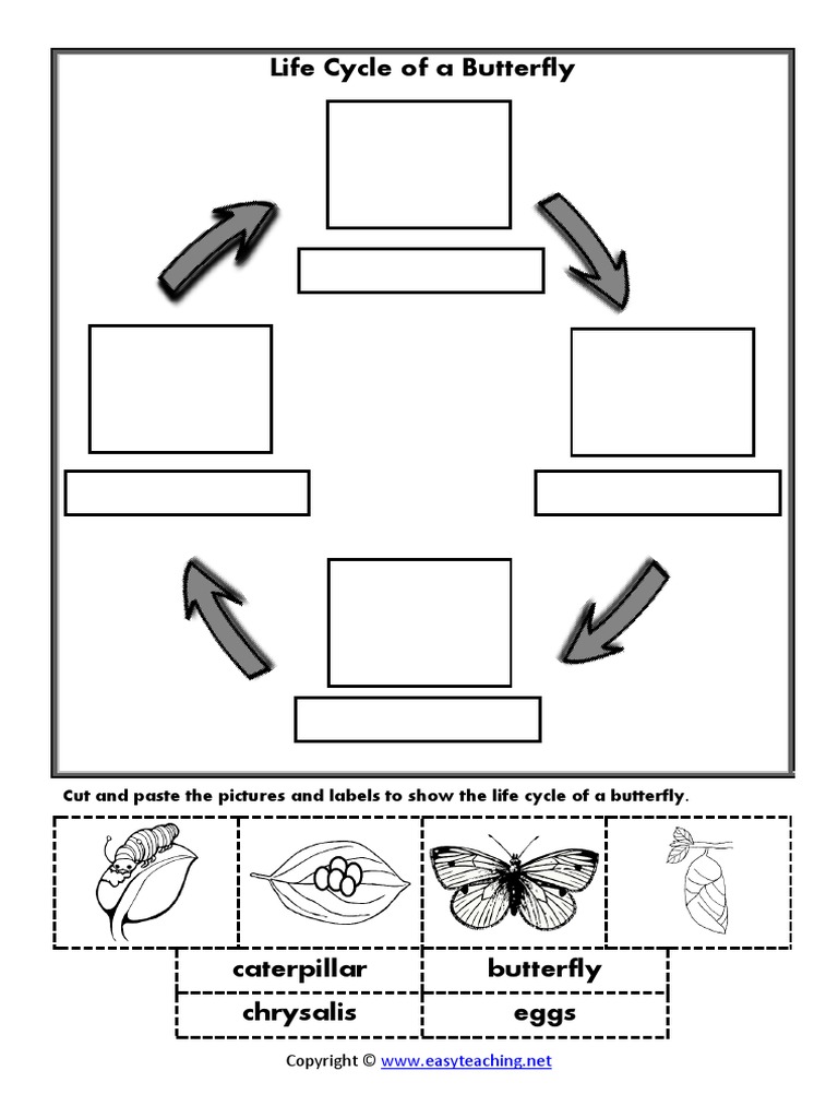 Cut and Paste The Pictures and Labels To Show The Life Cycle of A ...