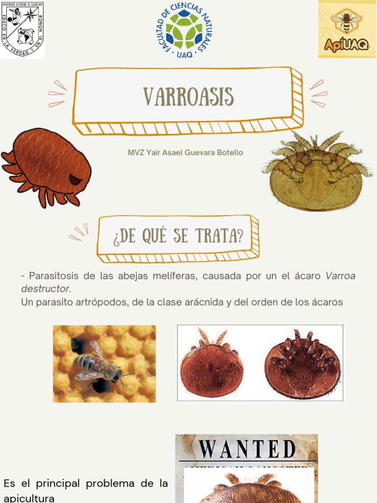 Control de Varroasis en Abejas Melíferas | PDF | Aficiones | Apicultura