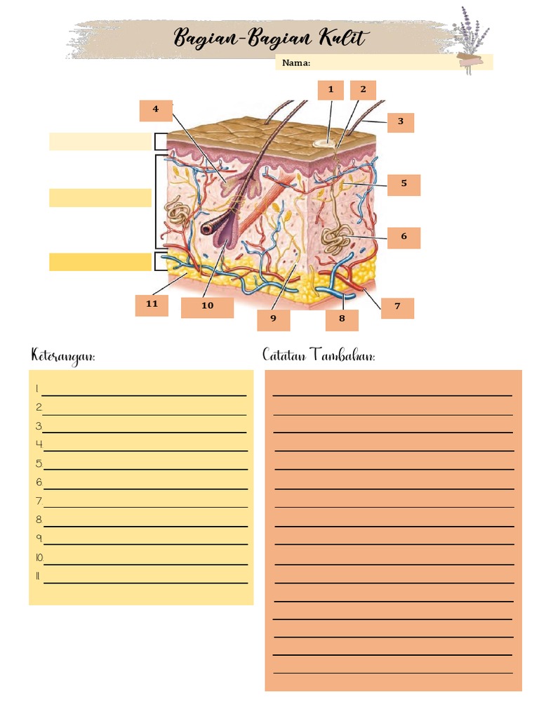 LKPD Bagian-Bagian Kulit | PDF