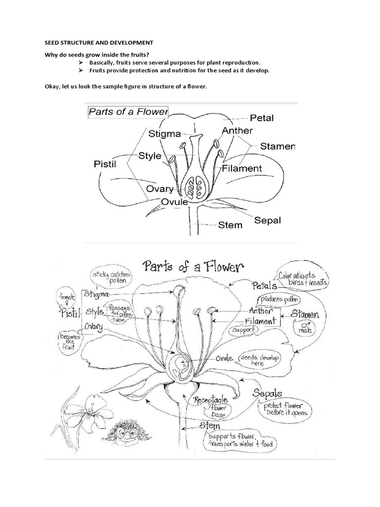 Seed Structure and Development - 030609 | PDF