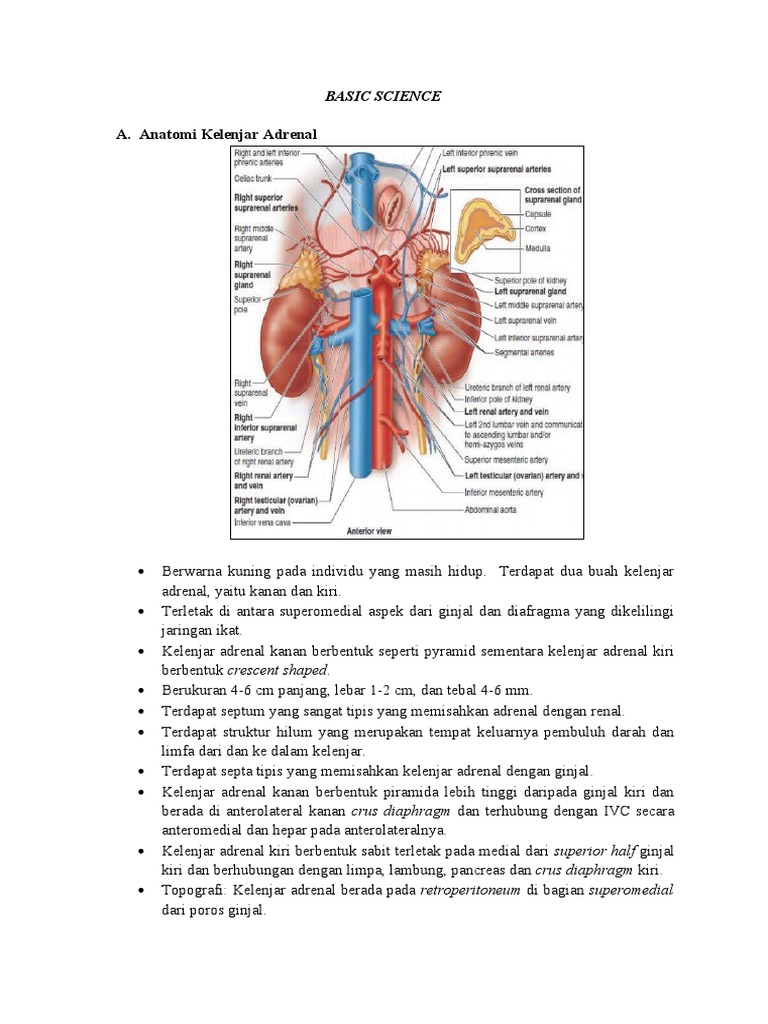 Insufisiensi Adrenal | PDF