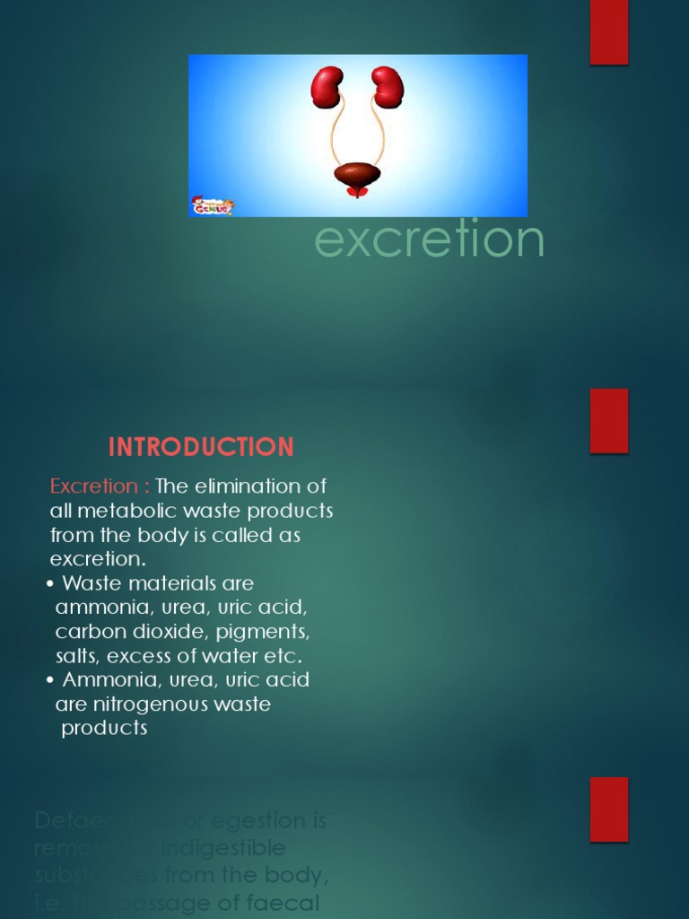 Excretion | PDF | Anatomy | Animal Anatomy