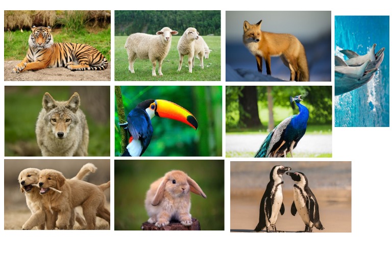 Animal | PDF