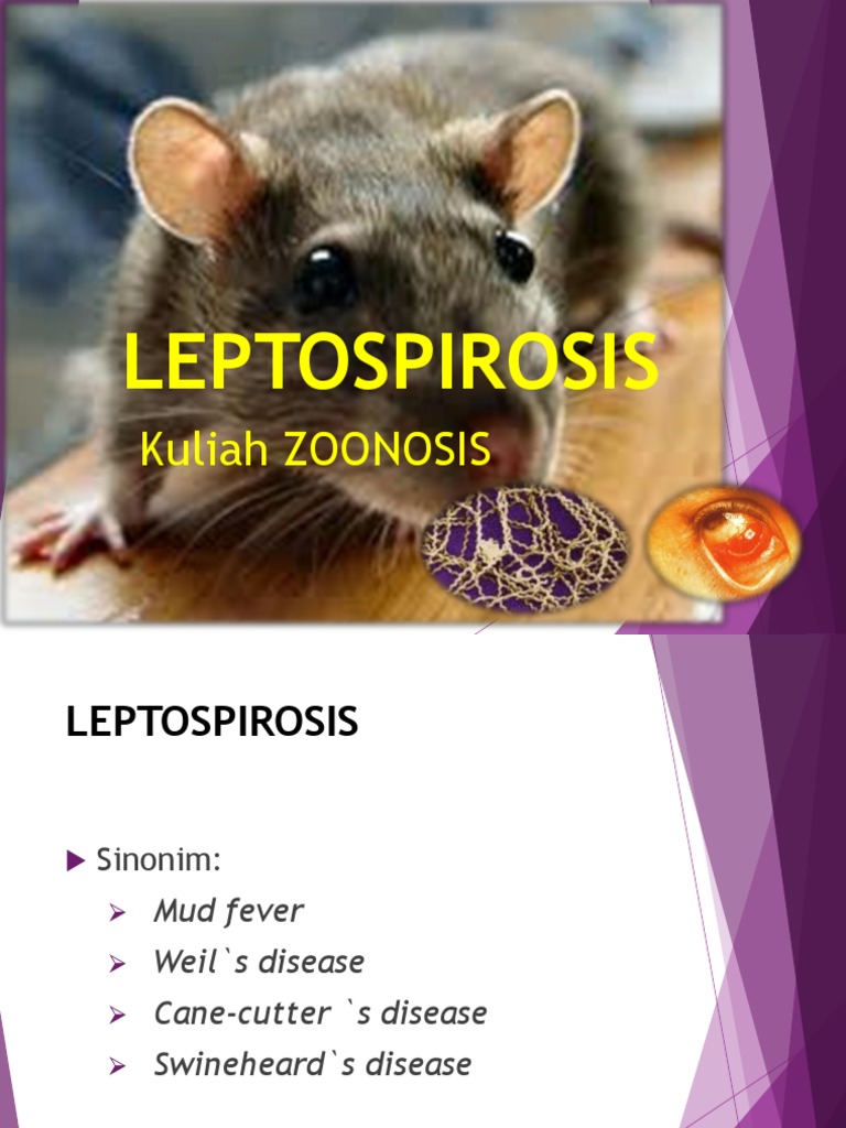 3 Leptospirosis | PDF