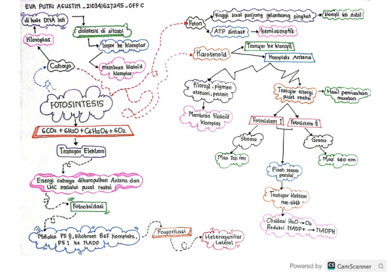 Eva Putri Agustin - 210341627245 - OFF C - Mind Map Fotosintesis Dan ...