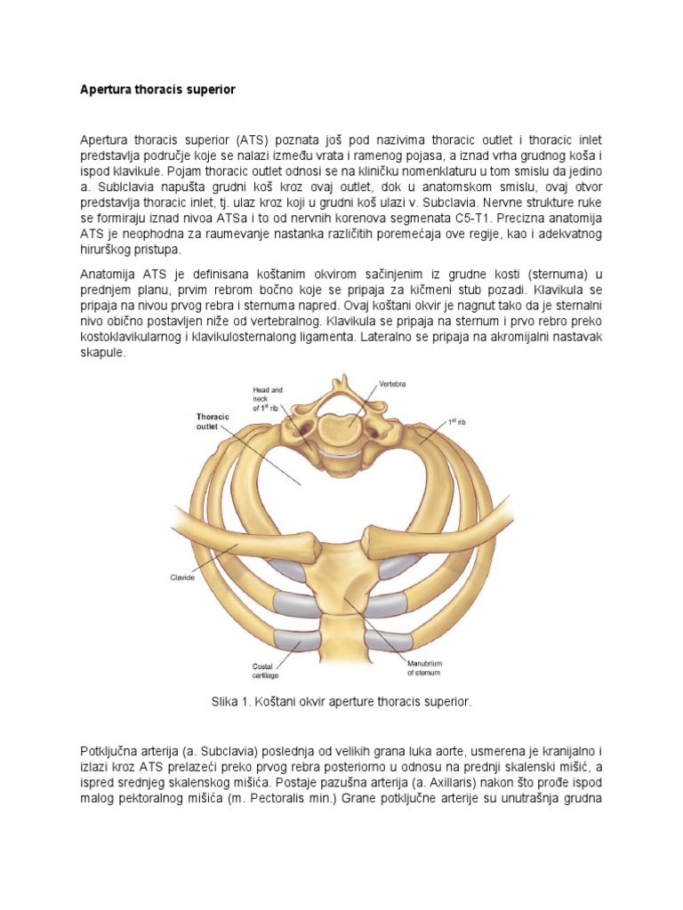 Anatomía de la Apertura Torácica Superior | PDF | Ciencias sociales ...