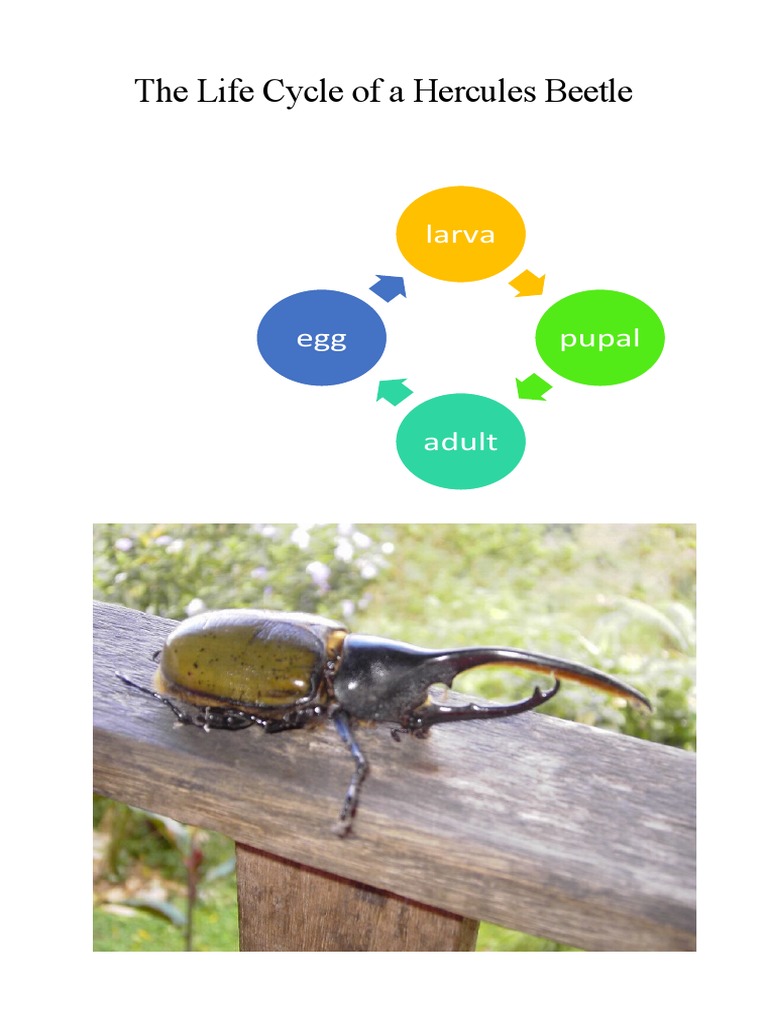 The Life Cycle of A Hercules Beetle | PDF