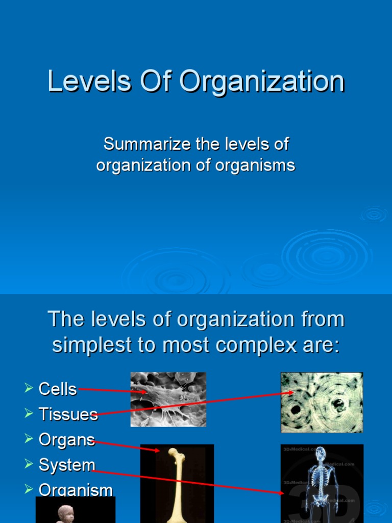 Levels of Organization | PDF | Cell (Biology) | Organisms