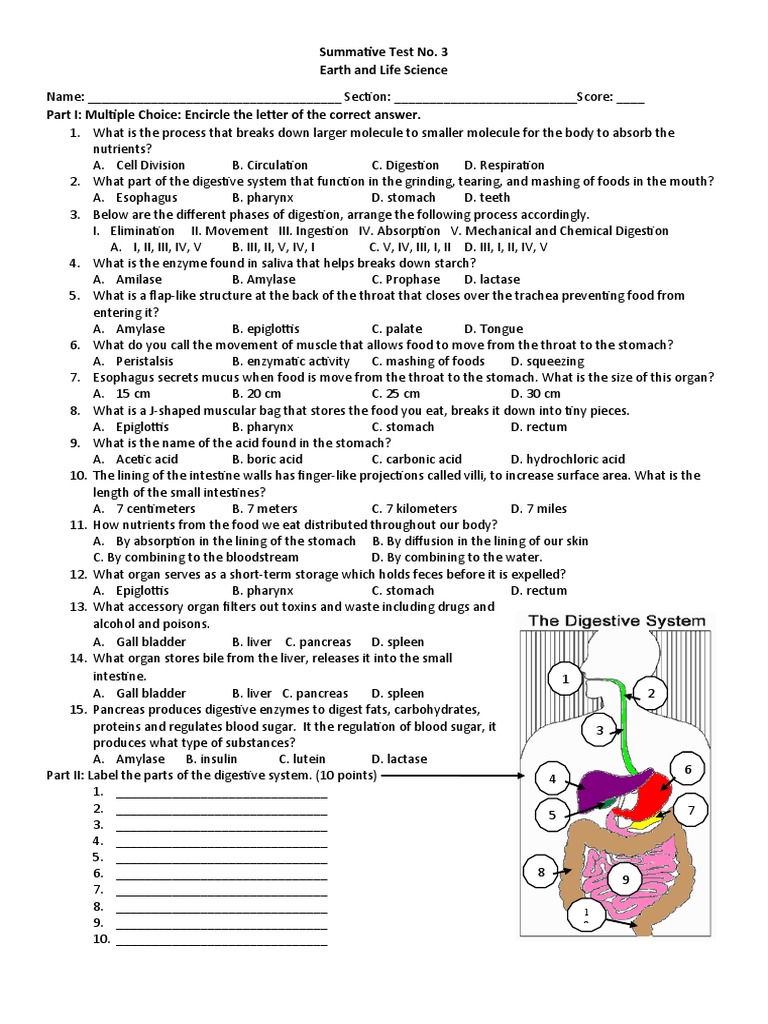 Q2 - Summative Test No 3 - ELS | PDF | Digestion | Human Digestive System