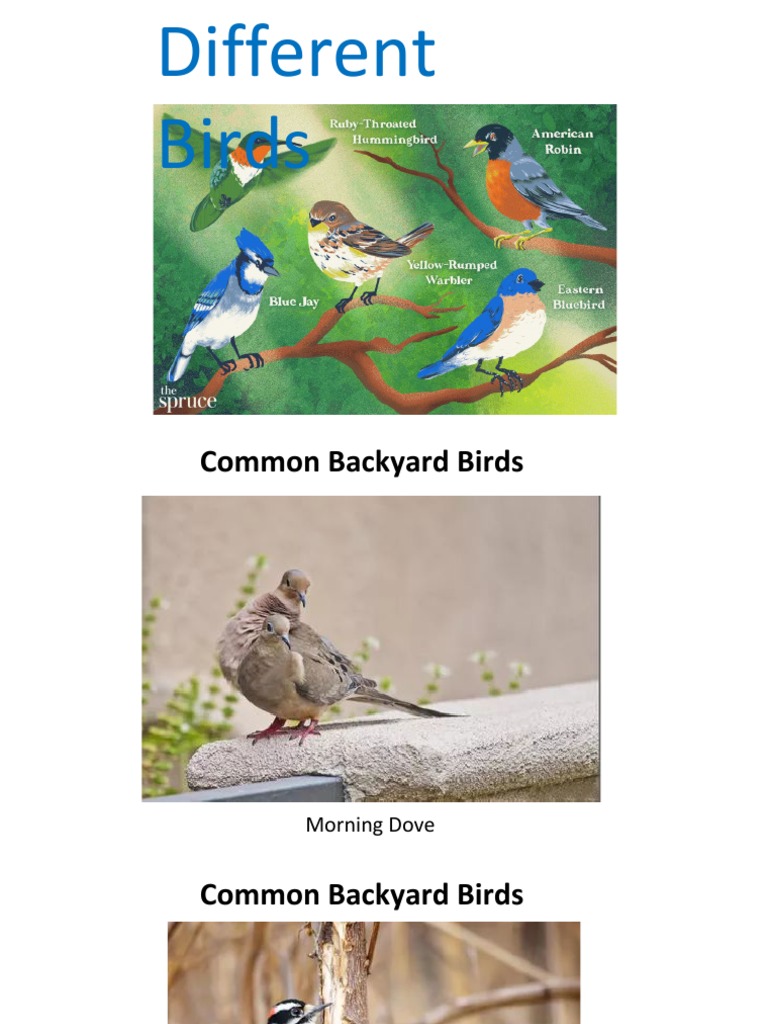 Different Birds | PDF | Feather | Bird Migration