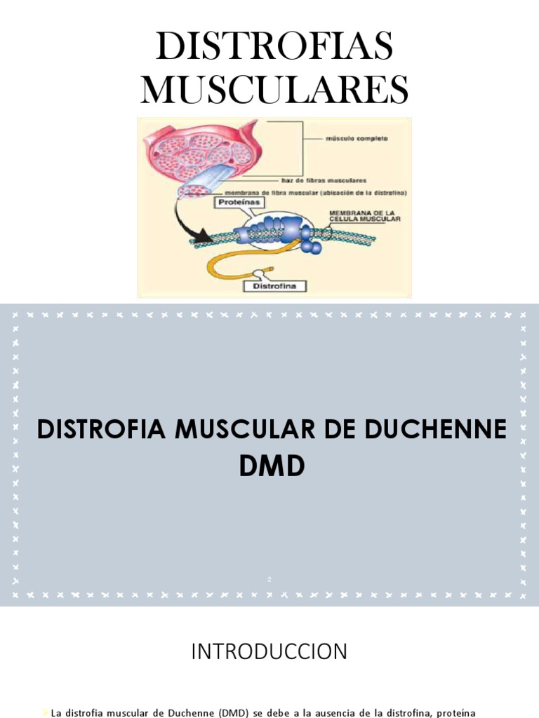 Distrofias Musculares | PDF | Medicina CLINICA | Enfermedades y trastornos
