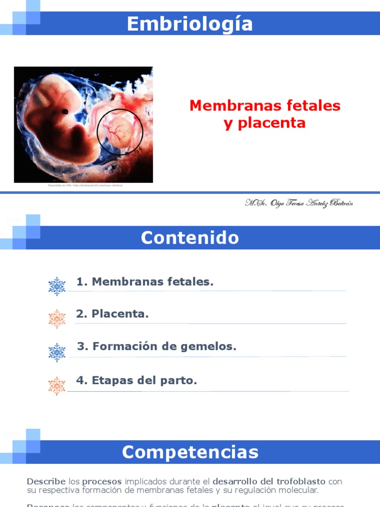 Membranas Fetales | PDF | Placenta | Partería