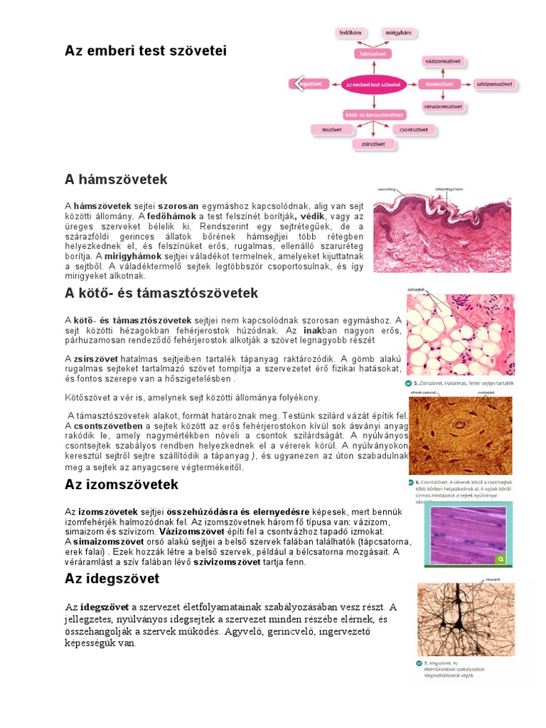 Az Emberi Test Szövetei | PDF