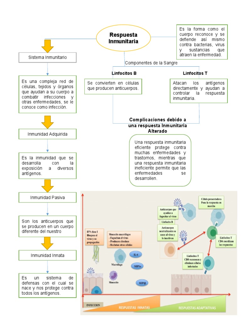 Mapa Conceptual de Inmunidad | PDF
