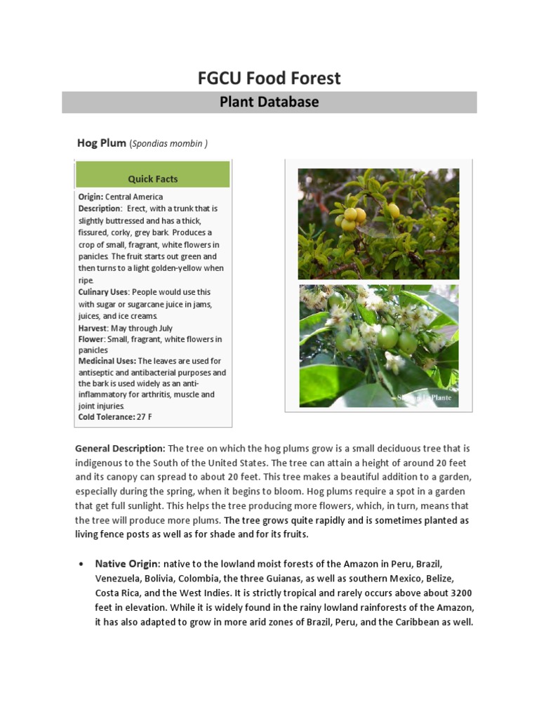 HogPlum ADA | PDF | Trees | Botany