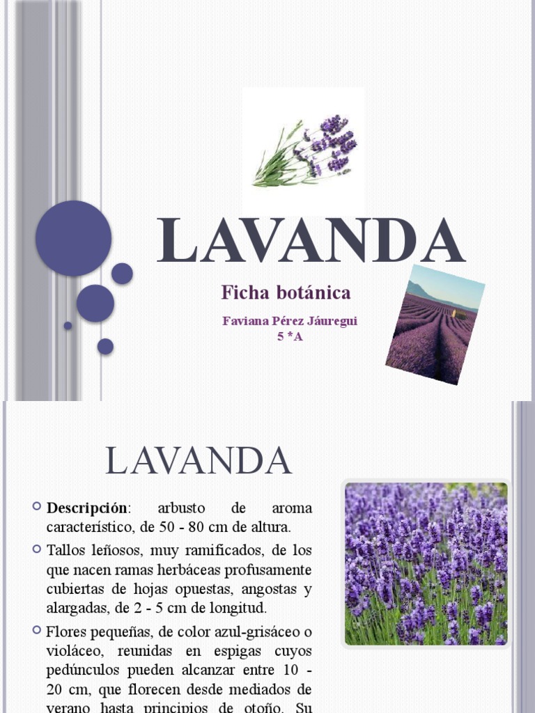 Lavanda TR | PDF