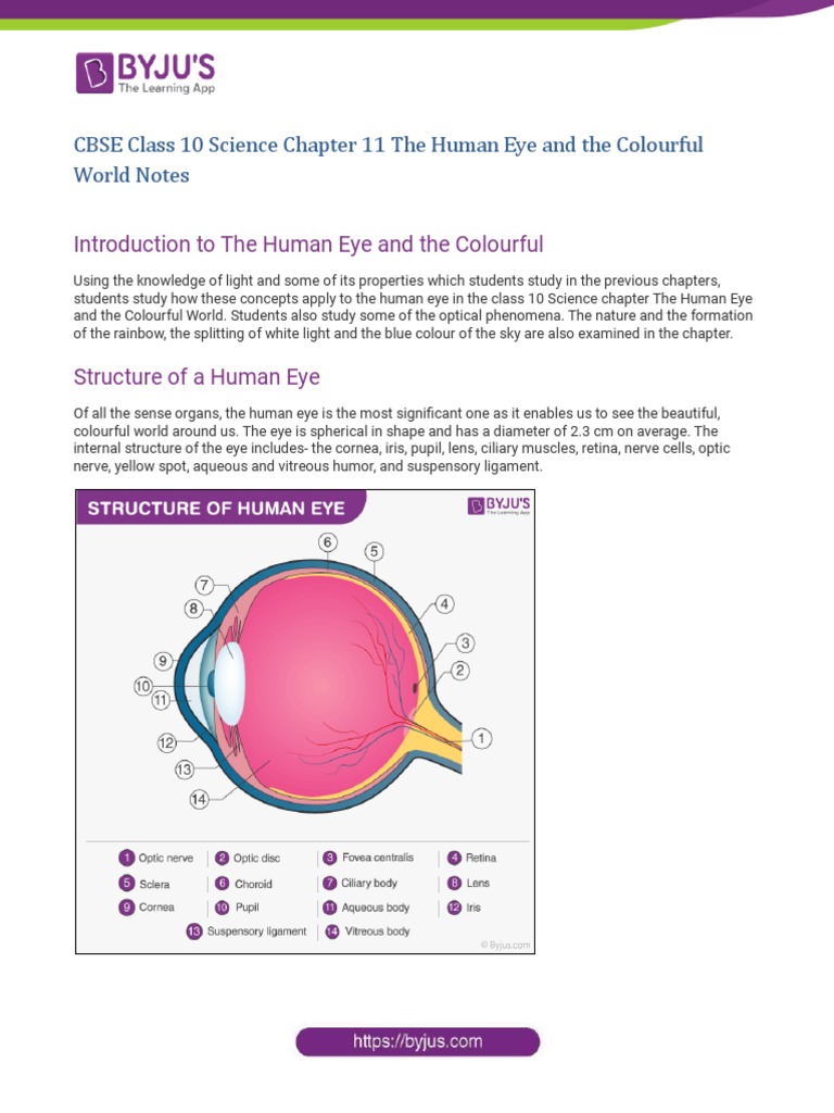 Class 10 Science: Human Eye Notes | PDF | Eye | Human Eye