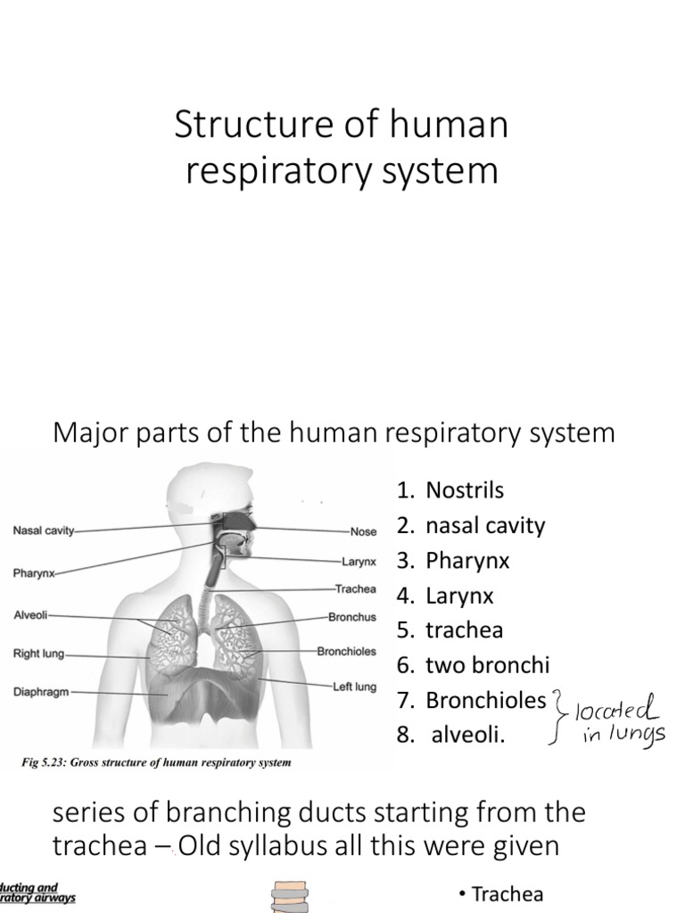 Structure of Respiratory System | PDF | Respiratory Tract | Lung