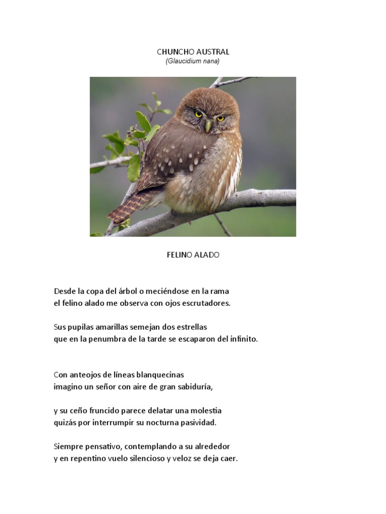 Chuncho Austral | PDF