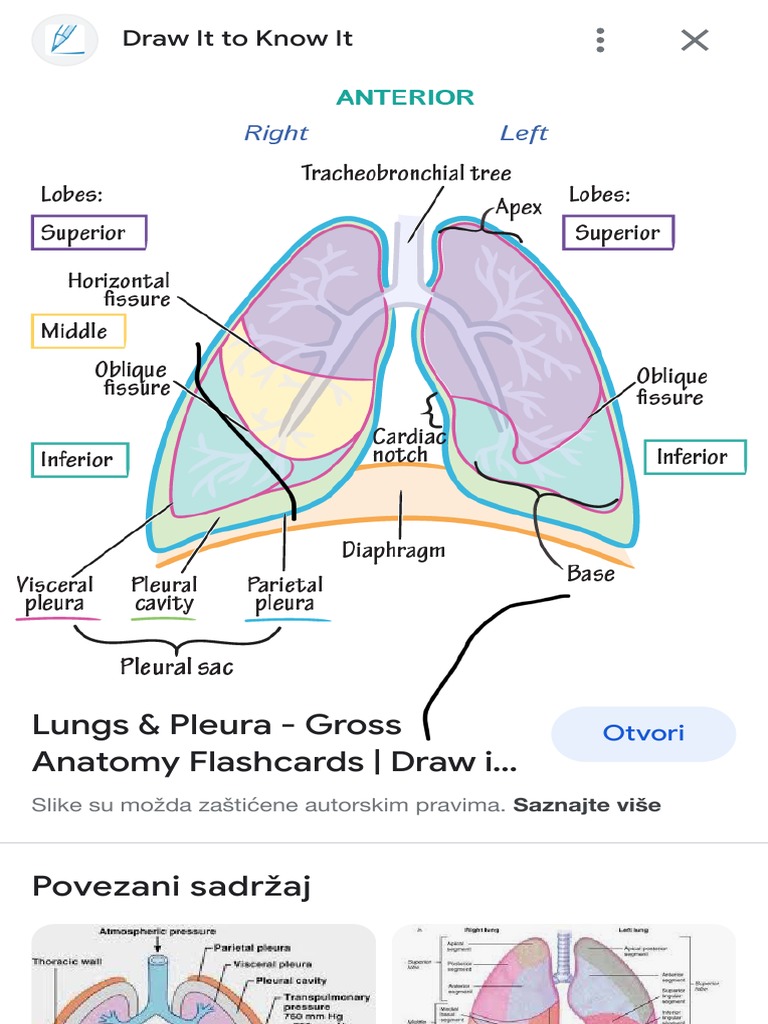 Lung Anatomy - Google Pretraživanje | PDF