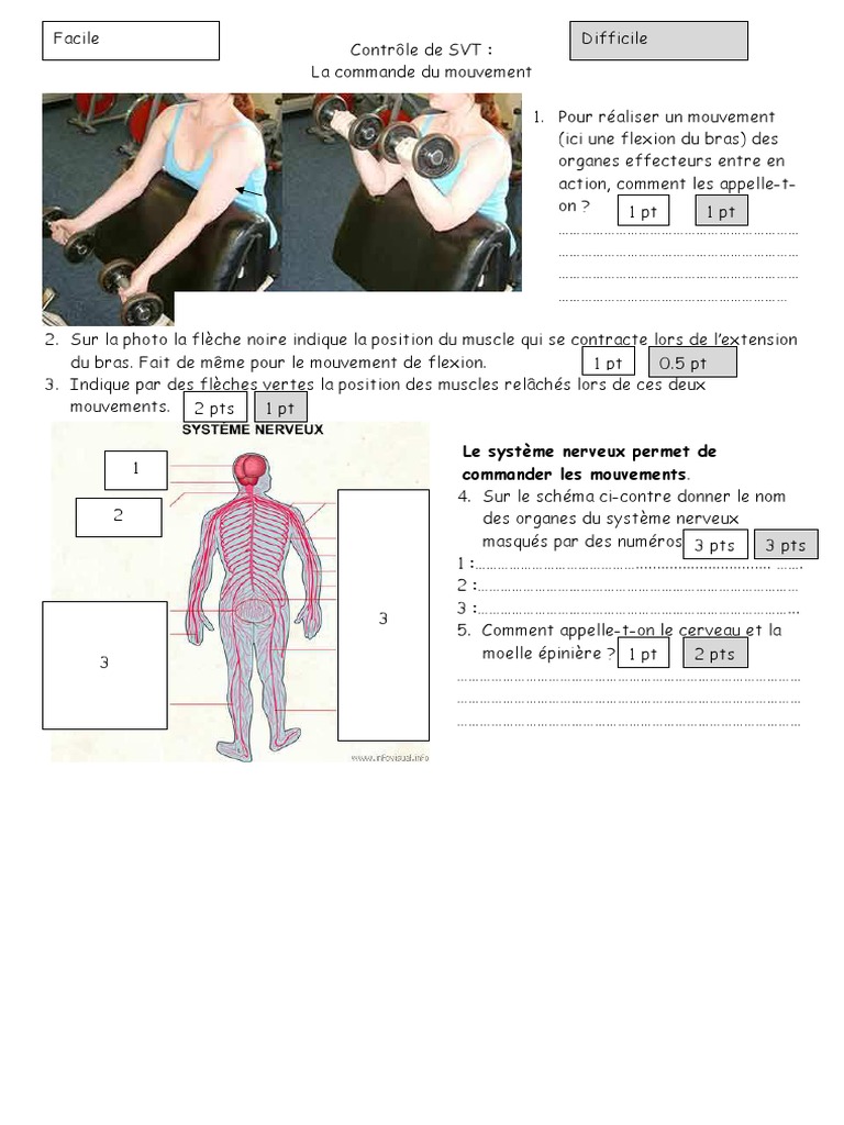 Controle de SVT | PDF | Nerf | Neuroscience
