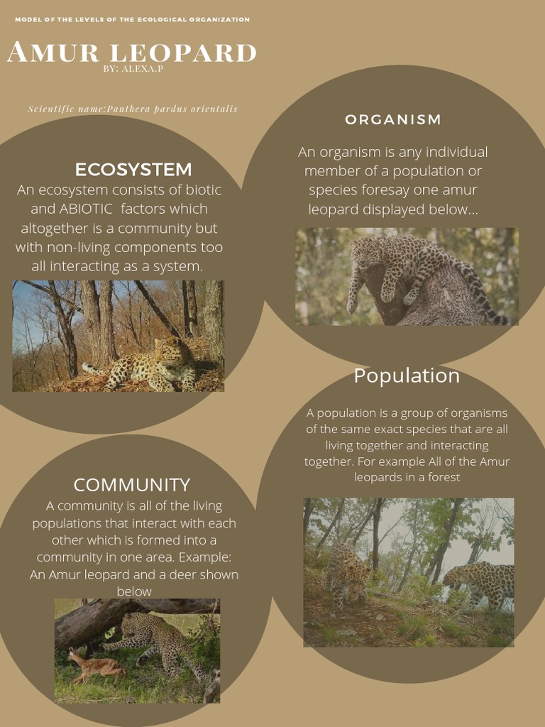 Amur Leopard Ecosystem Dynamics | PDF | Science & Mathematics | General ...
