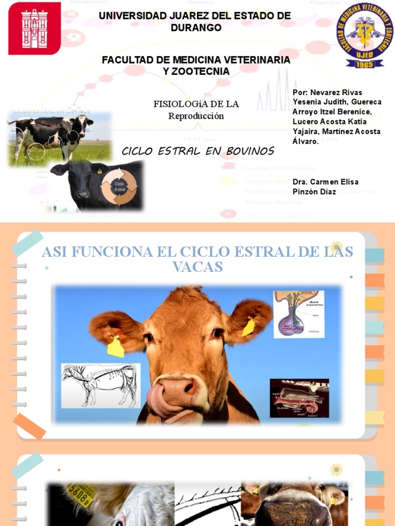 Ciclo Estral en Bovinos | PDF | Hormona luteinizante | Gonadotropina