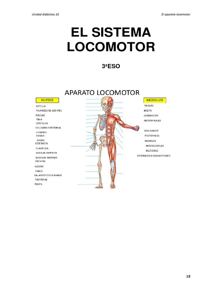 $aparato Locomotor Trabajo | PDF | Esqueleto | Anatomía humana