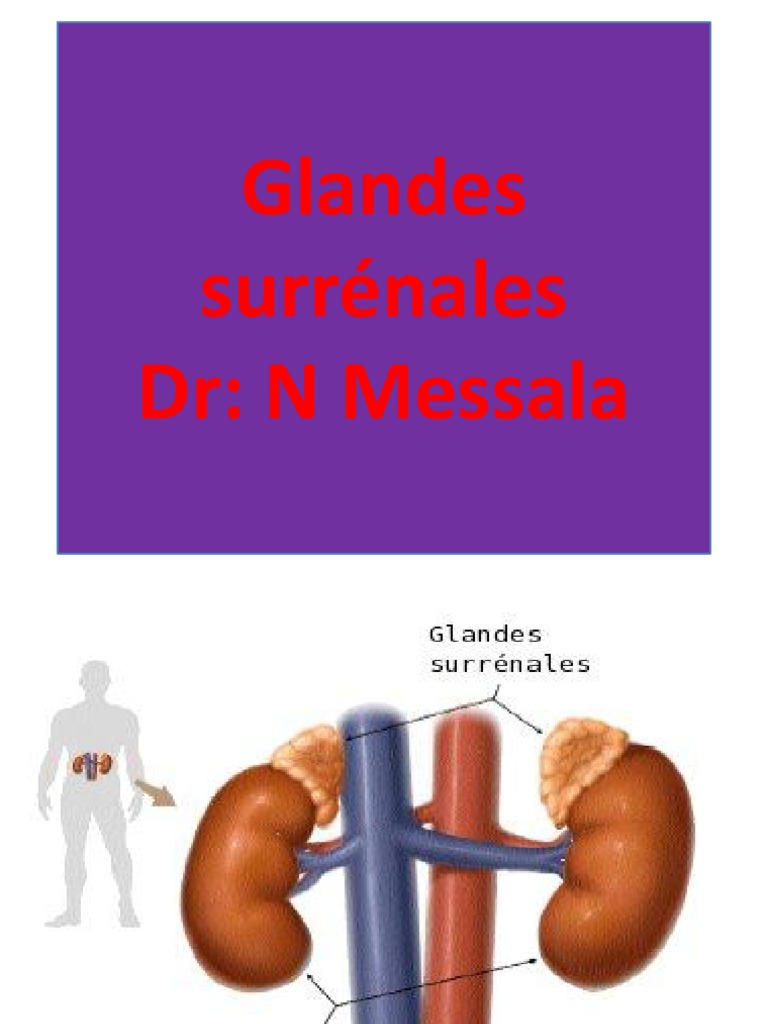 Anatomie et fonctions des glandes surrénales | PDF | Glande surrénale ...