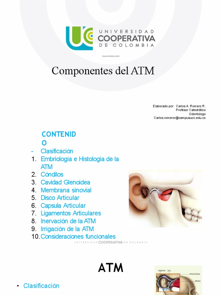 Componentes y Funciones de la ATM | PDF | Articulación | Anatomía humana