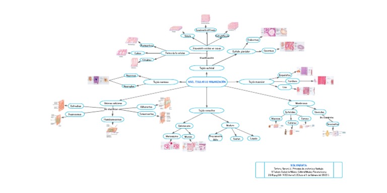 Nivel Tisular de Organización | PDF | Epitelio | Biología Celular