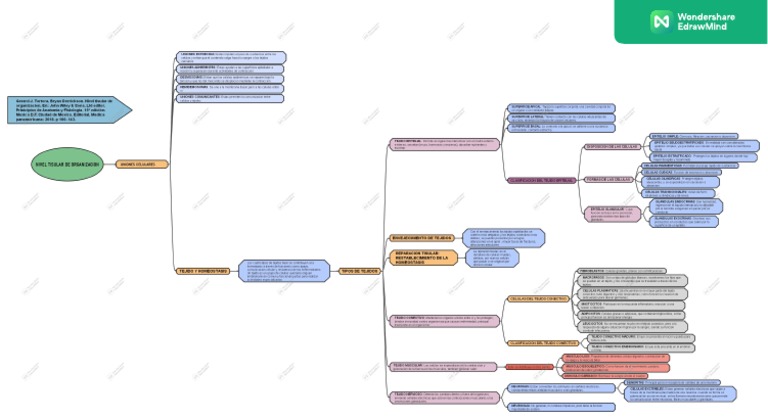 Mapa Conceptual - Nivel Tisular de Organización | PDF