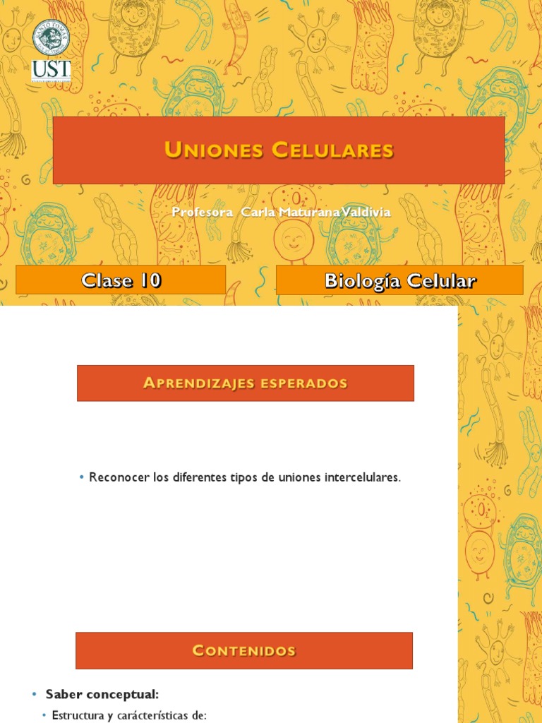 Uniones Intercelulares: Tipos y Funciones | PDF | Biología Celular ...