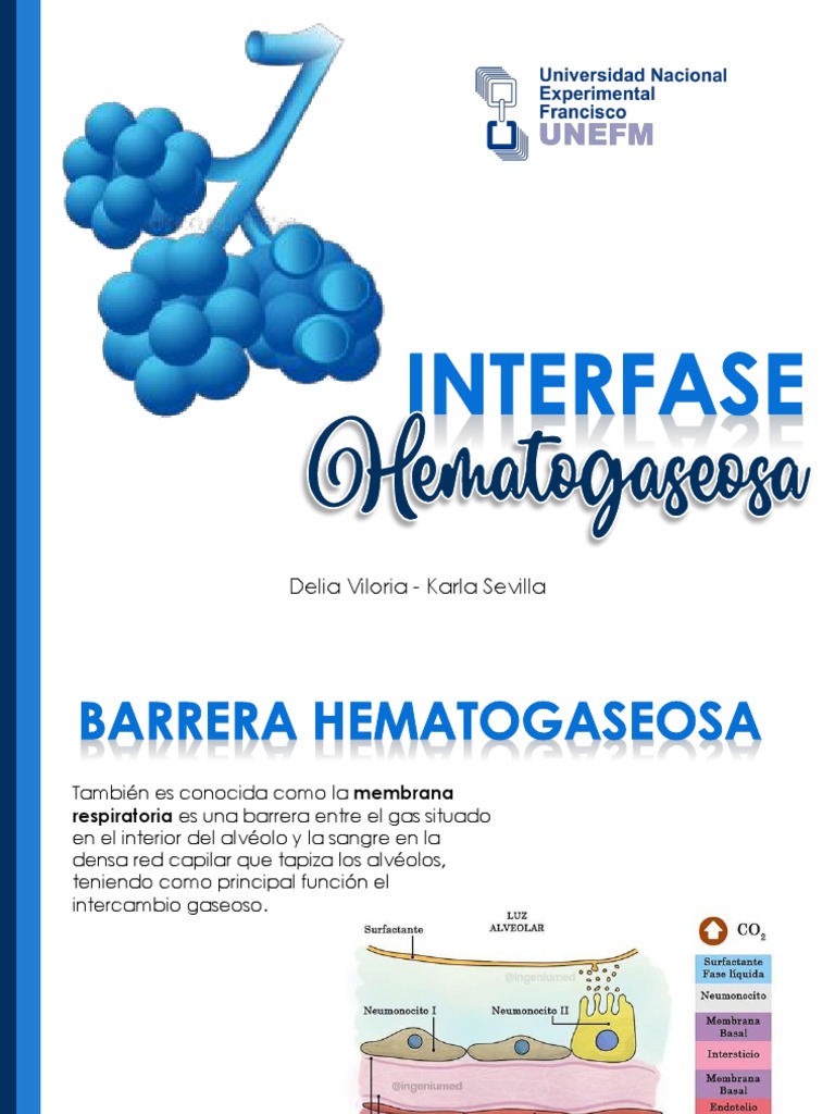 INTERFASE HEMATOGASEOSA - Part I | PDF | Difusión | Gases