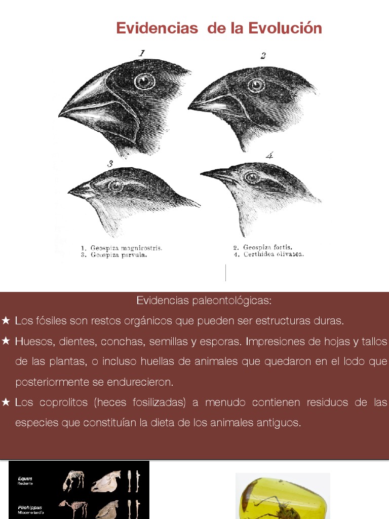 Evidencias Clave de la Evolución | PDF | Evolución | Fósil