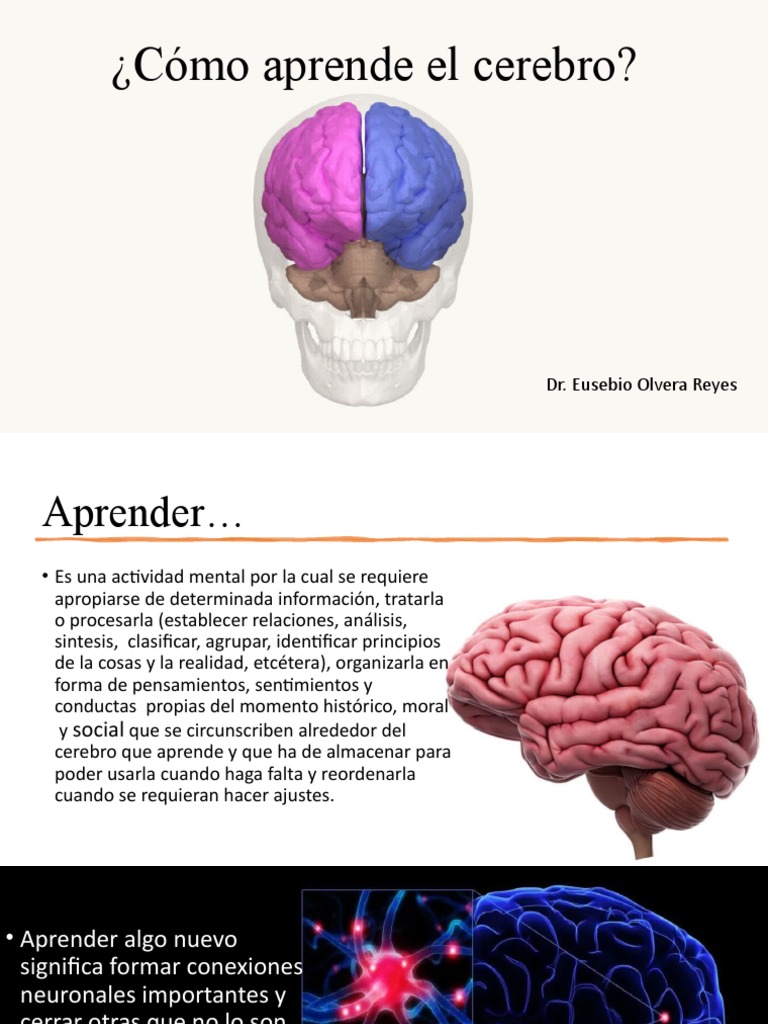 Como Aprende El Cerebro | PDF | Aprendizaje | Cerebro