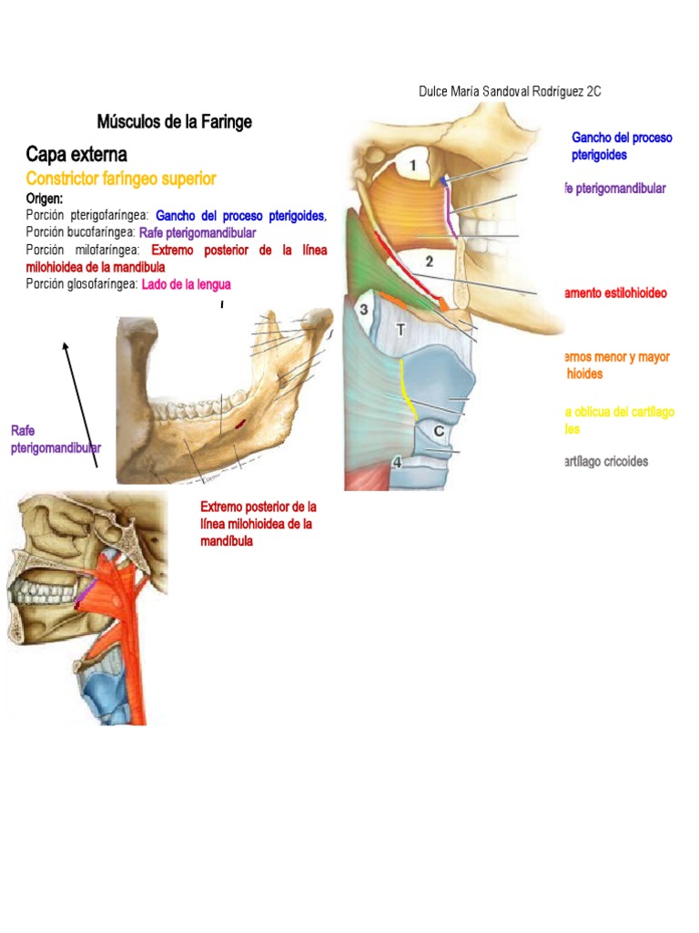 Músculos y Orígenes de la Faringe | PDF | Cabeza y cuello humanos ...