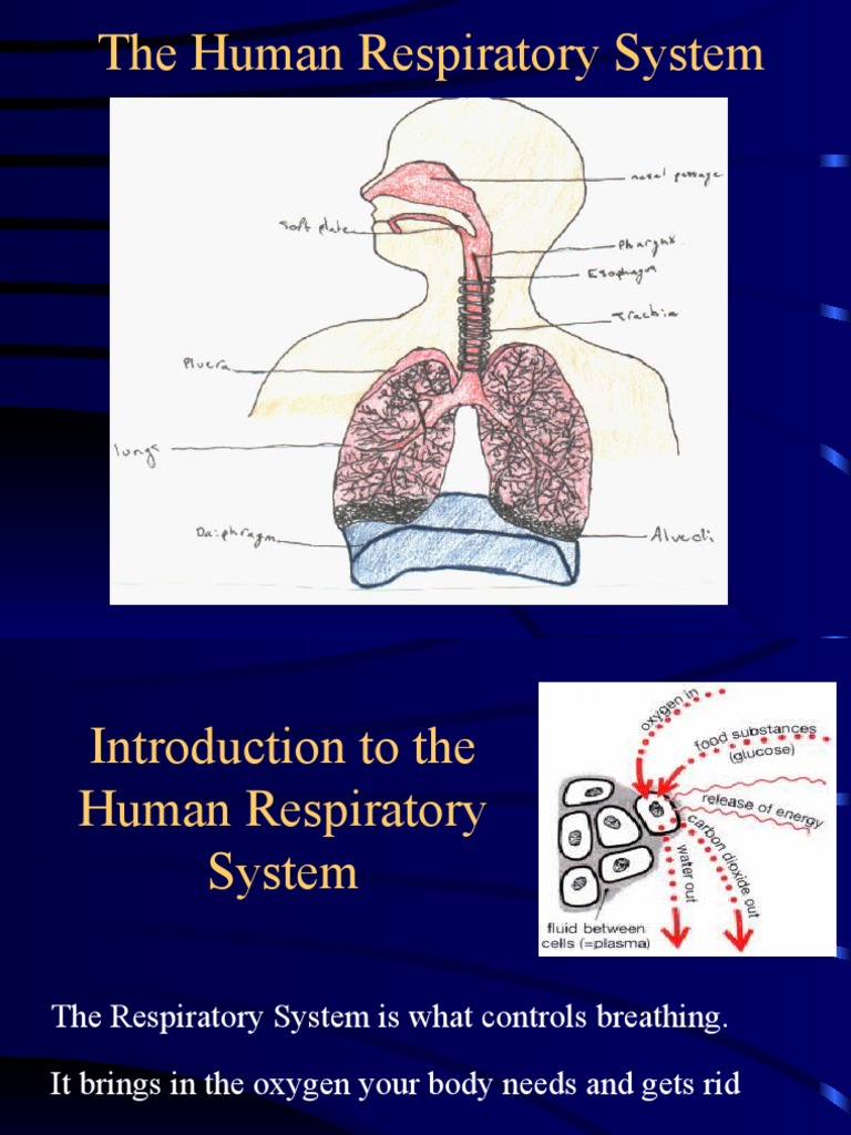 Understanding the Human Respiratory System | PDF