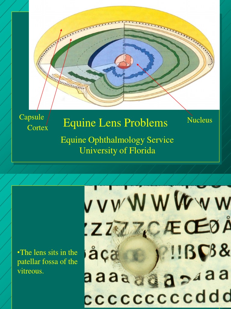 Equine Lens | PDF | Cataract | Diseases And Disorders