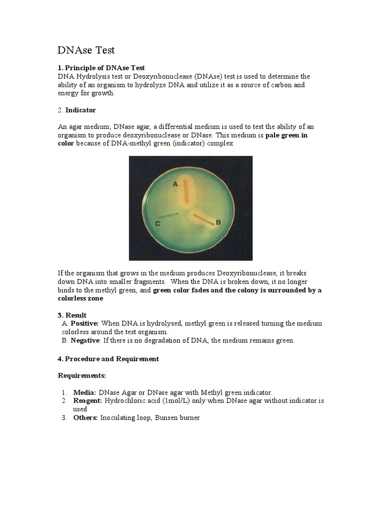 DNase Test: Procedure and Results | PDF