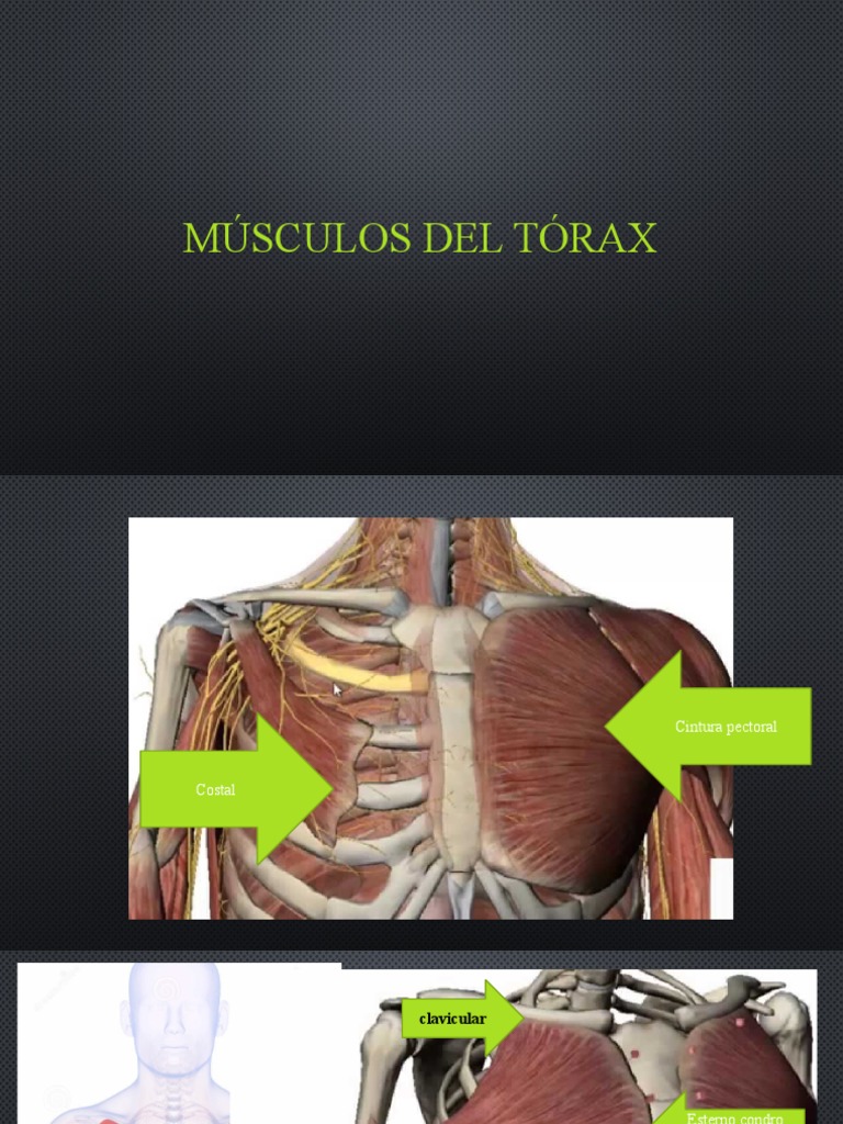 Anatomia dos Músculos do Tórax | PDF | Bem-estar