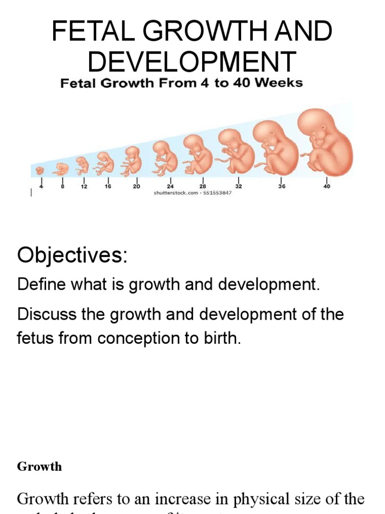 Fetal Growth and Development Overview | PDF | Pregnancy | Fetus