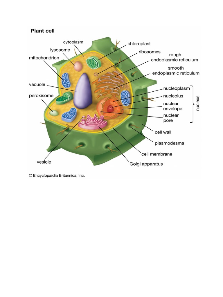 Plant Cell | PDF