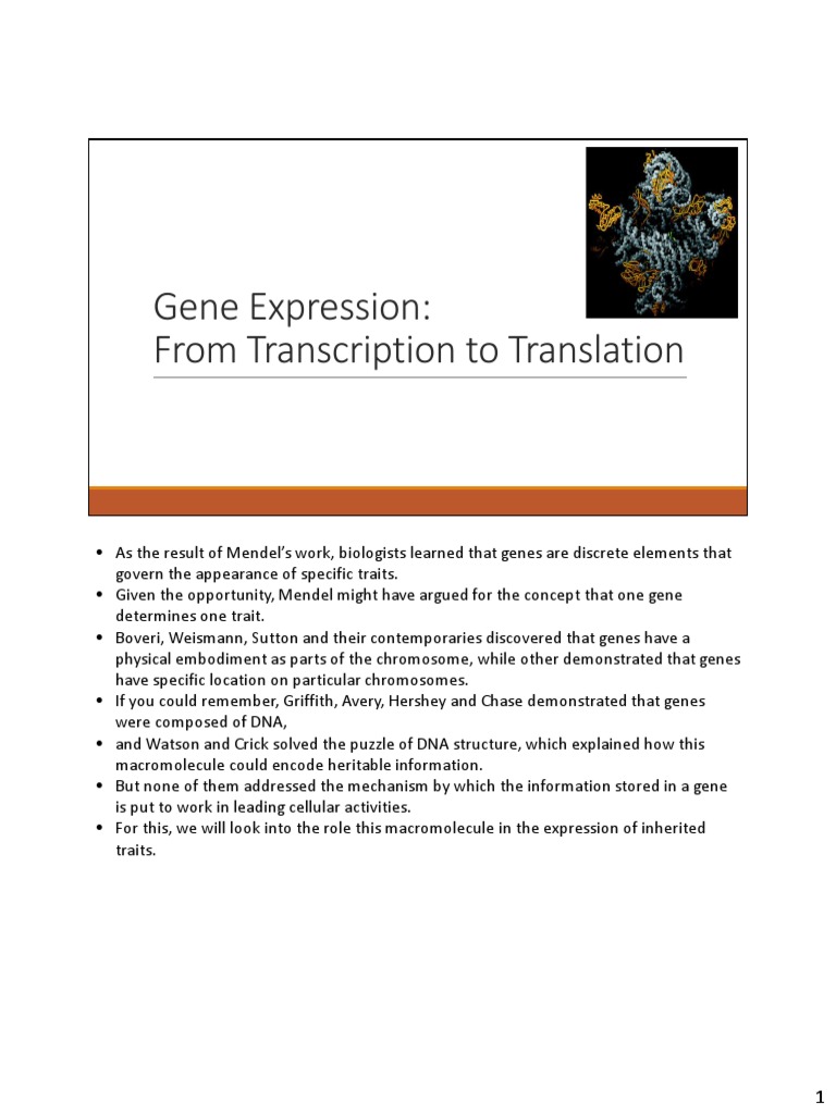Gene Expression | PDF | Rna | Translation (Biology)