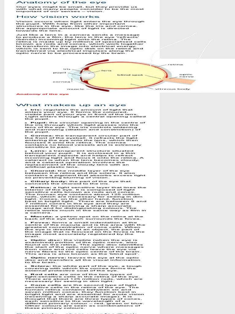 (Anatomy of The Eye) STUDY!!! | Download Free PDF | Eye | Retina