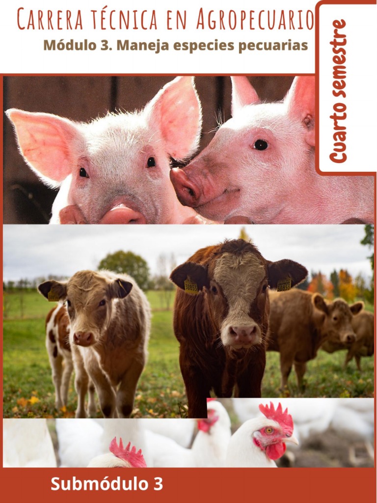 M3-SM3-Manejo de Aves y Conejos | PDF | Digestión | Sistema digestivo ...