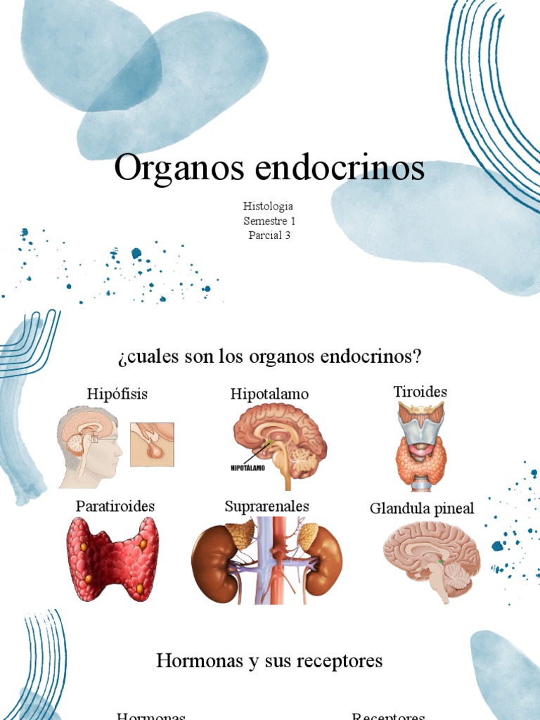 organos endocrinos | PDF