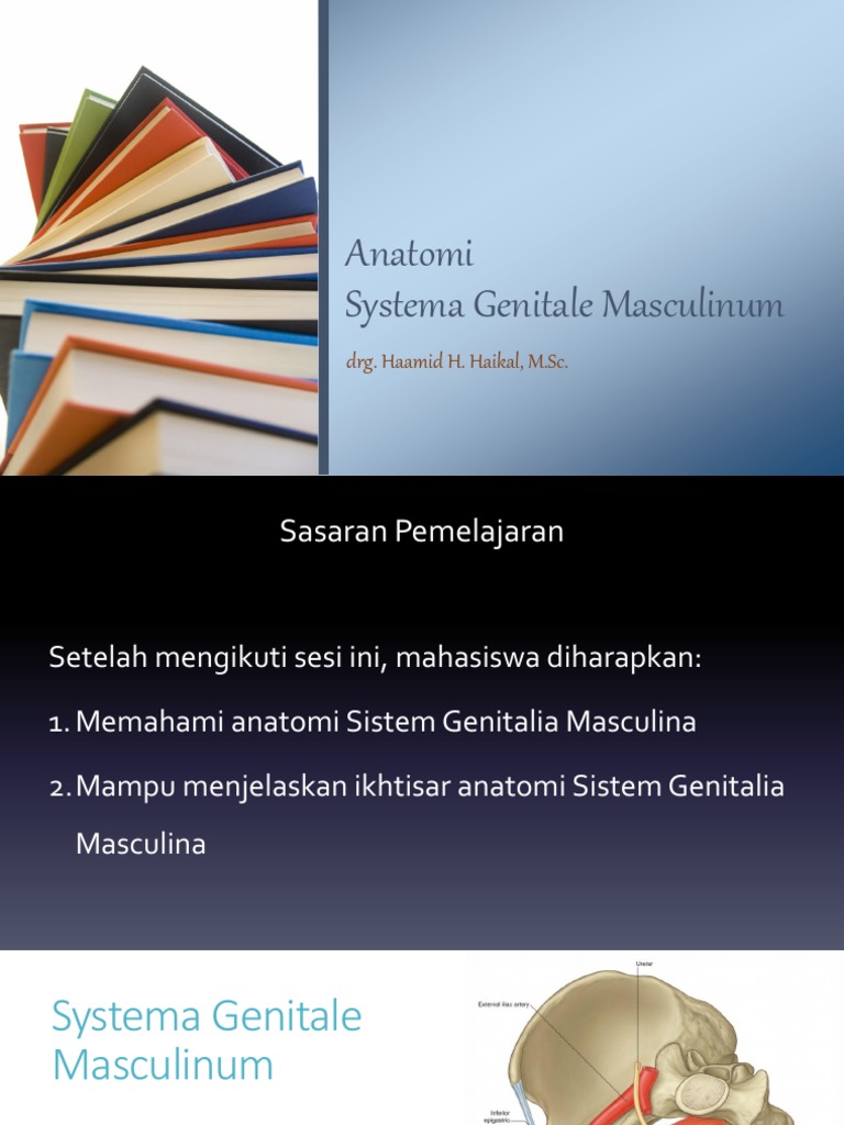 11 Systema Genitalia Masculinum 2022 Pdf