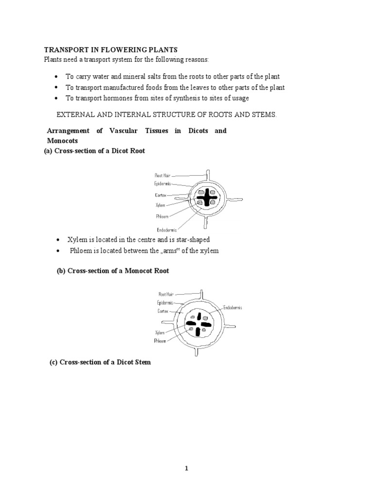 Transport in Flowering Plants Final Version | PDF