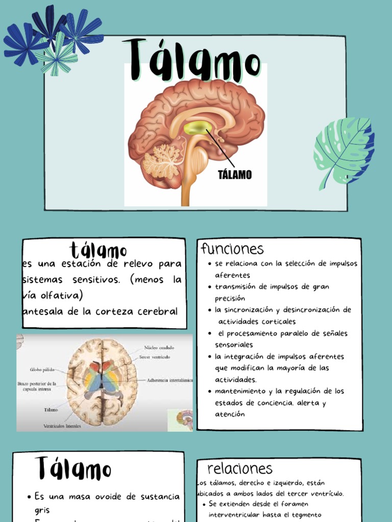 Núcleos Tálamicos | PDF | Sistema somatosensorial | Tálamo